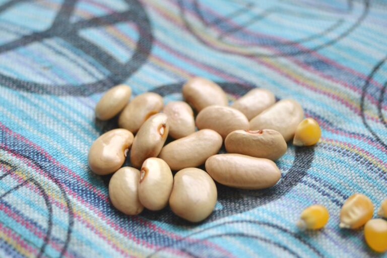 visoki GRAH Kuruzar / Lozar ~ 50+ SJEMENKI – NAŠE SJEME