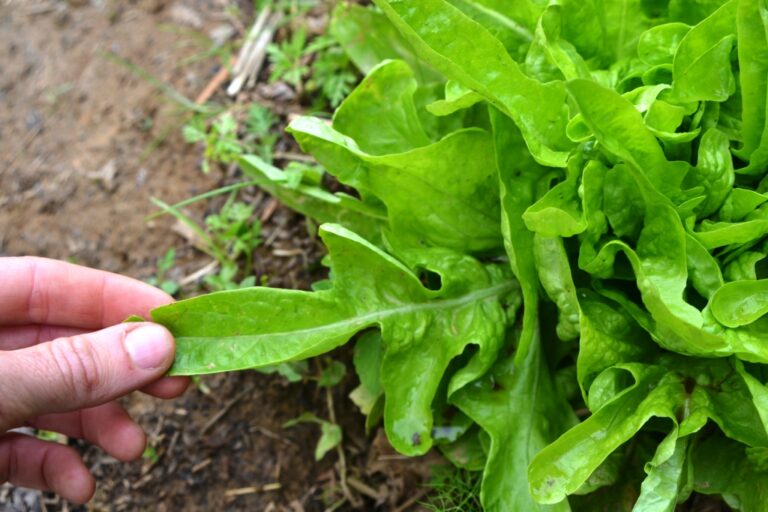 SALATA Mali hrastov list – NAŠE SJEME