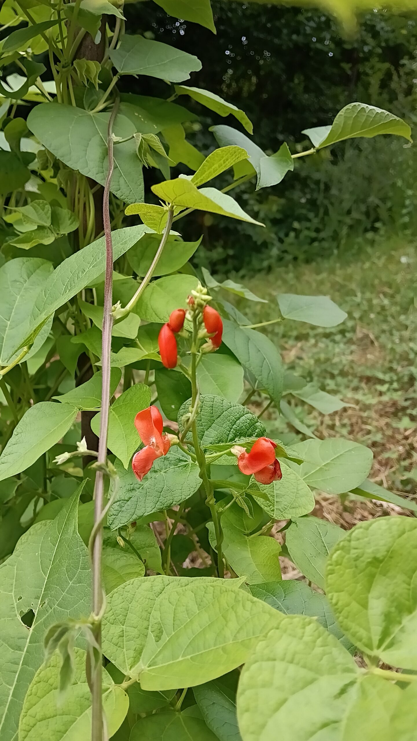 Visoki GRAH Bonela / Bajs / Žohar ili Aligrah ~ 15+ SJEMENKI – NAŠE SJEME