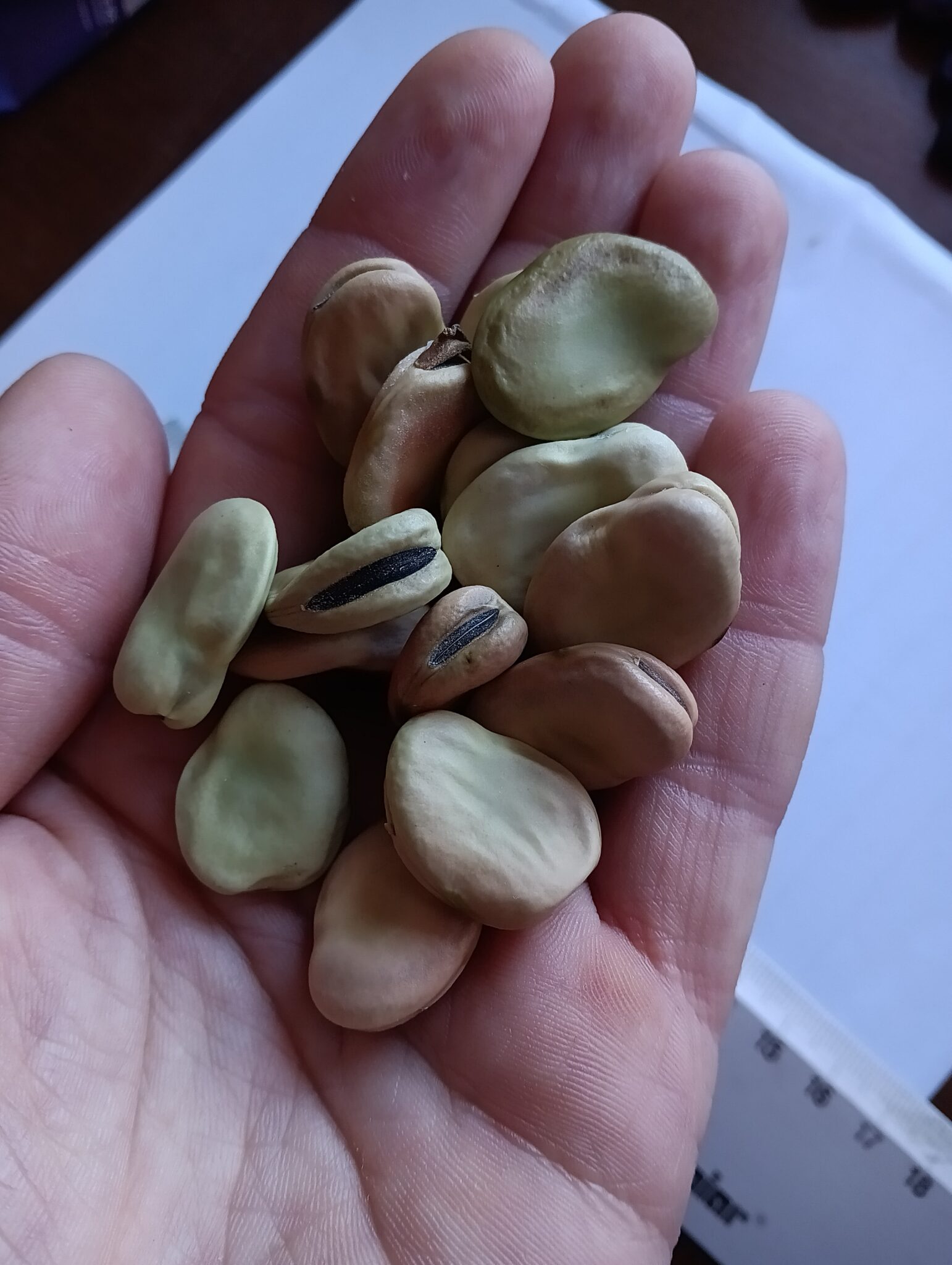 Krupni bob ~ 10 sjemenki – NAŠE SJEME